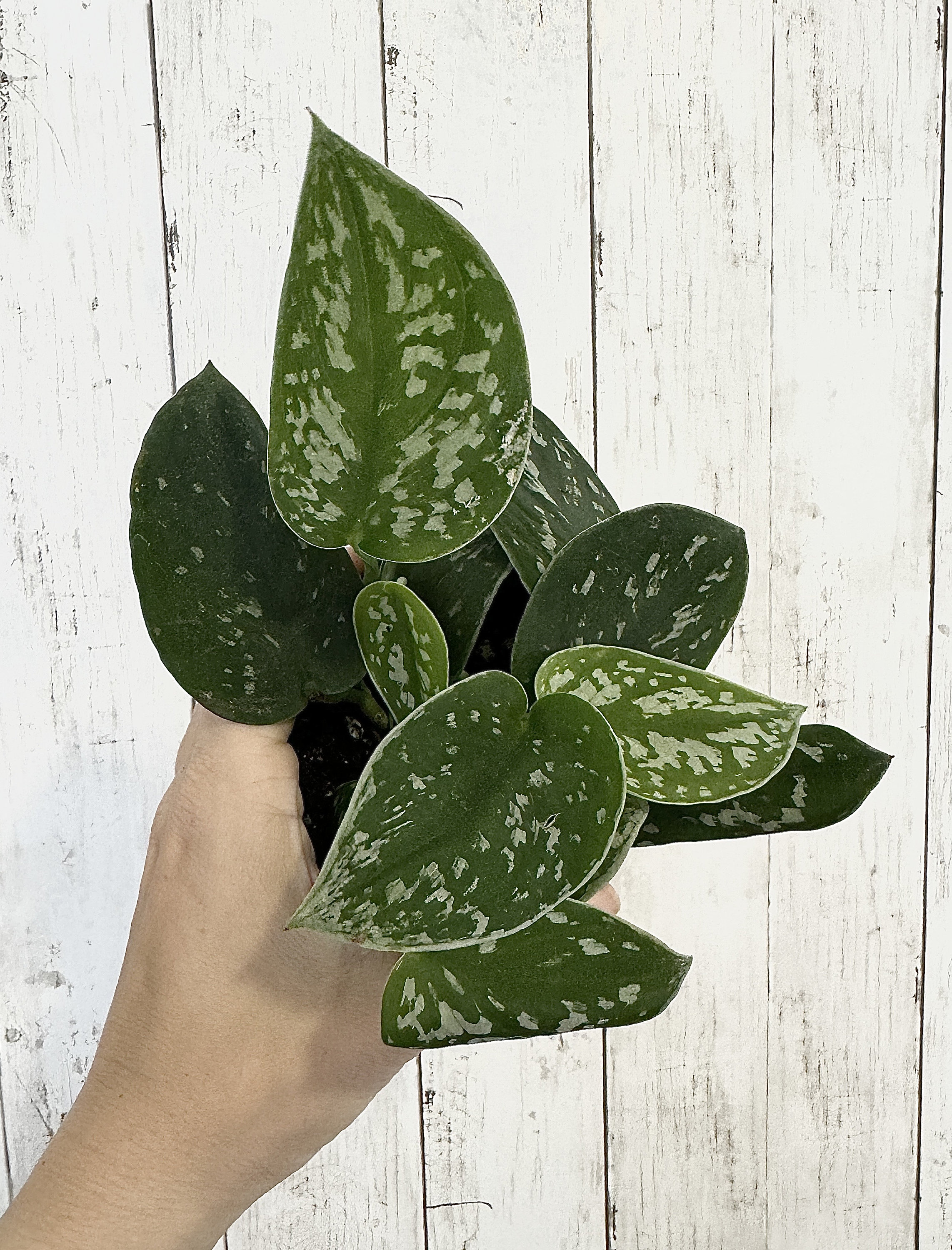 Silver Satin Pothos (scindapsus Pictus) 4” Pot - Live Plant - Etsy