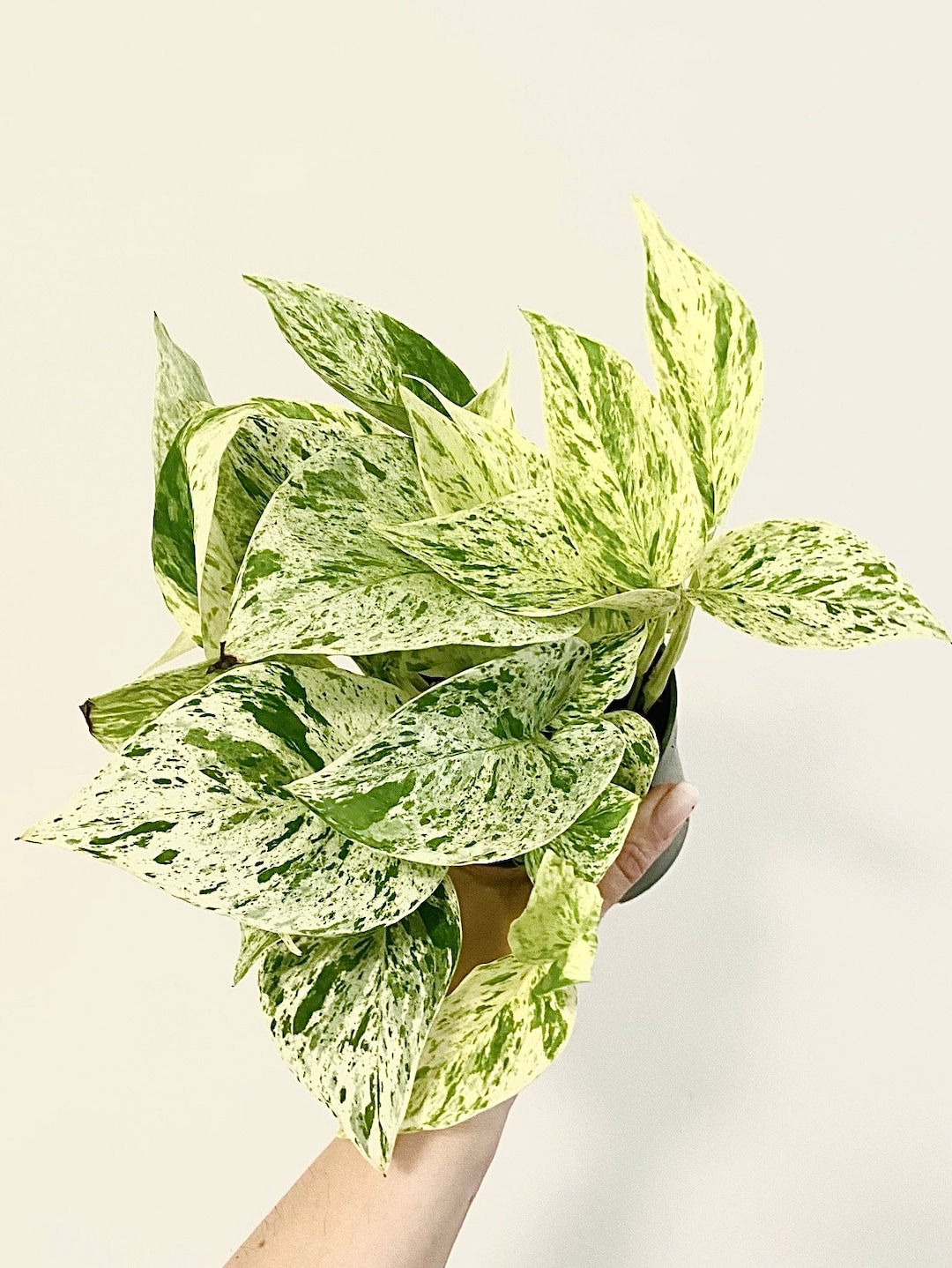 Snow Queen Pothos Plant - 4 Inch Pot - Live Plant - Optional Decorative ...