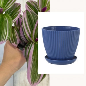 Tradescantia Bubblegum Nanouk Plant - 4 Inch Pot - Optional Decorative ...