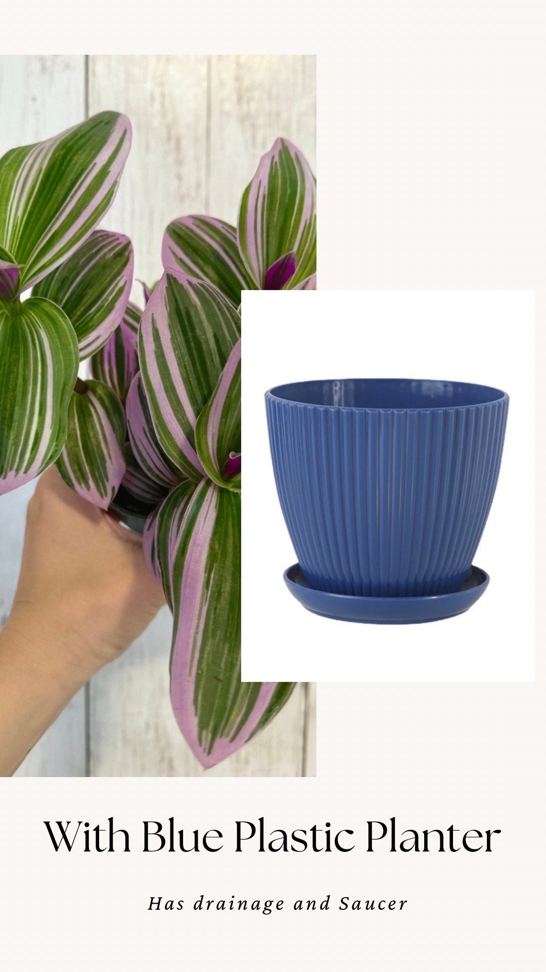 Tradescantia Bubblegum Nanouk Plant - 4 Inch Pot - Optional Decorative ...