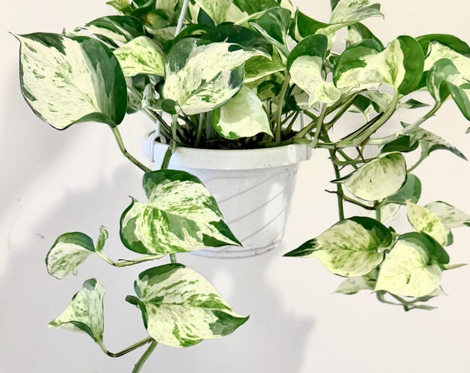 Manjula Pothos Plant - 6 Inch Hanging Basket | Epiprenum Aureum - Etsy