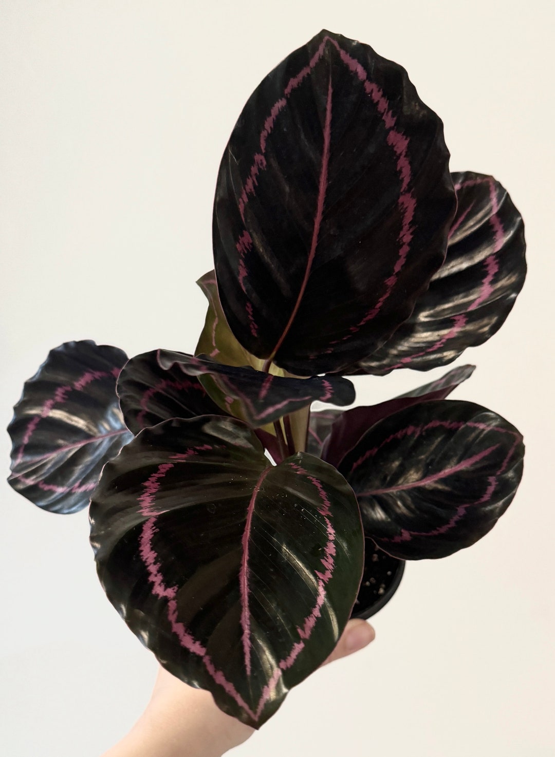 Calathea Dottie Plant - 4” | 6” Pot - Live Plant - Optional Decorative ...