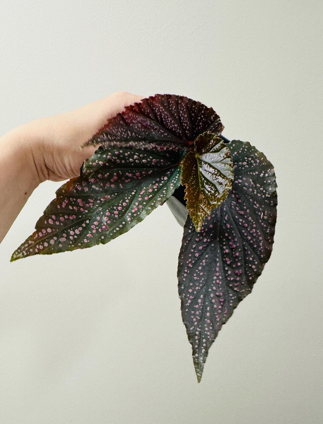 Begonia Angel Wing Benigo Pink Plant Flowering Plant - 2.75 Inch Pot ...