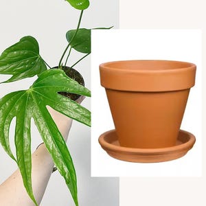 Anthurium Pedatoradiatum "fingers" Plant - 4 Inch Pot - Live Plant - Etsy