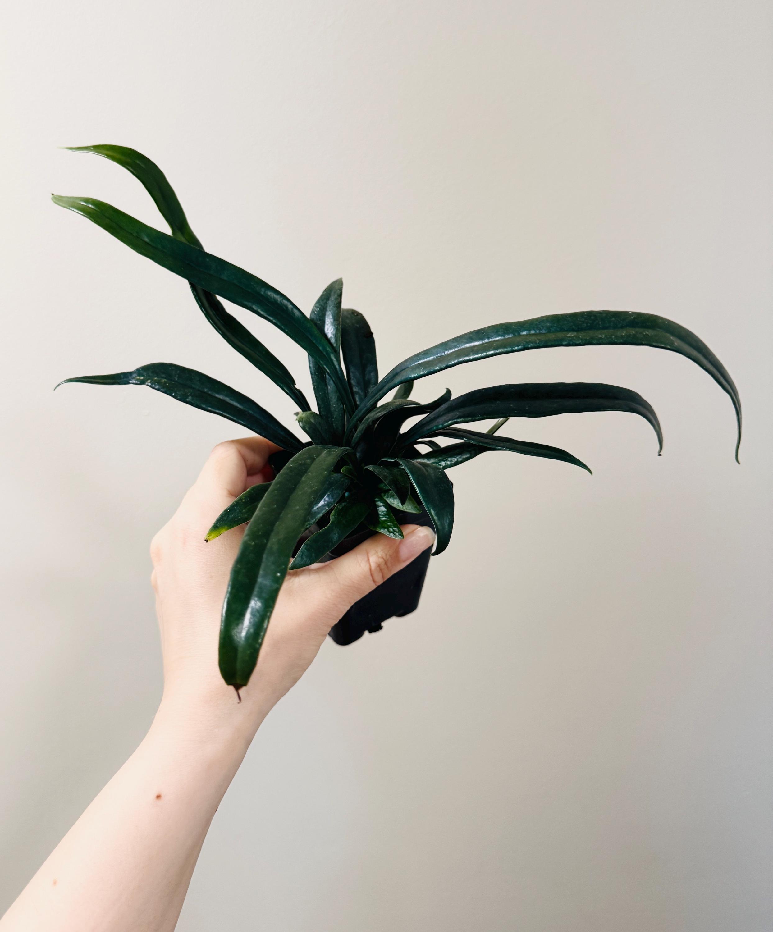 Blue Oil Fern | Microsorum Thailandicum Plant | RARE Plant - 3 Inch Pot ...