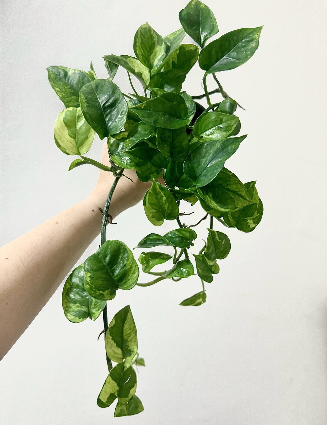 Pothos Lizard Queen Plant - Collectors Pothos - Rare Plant - 4 Inch ...