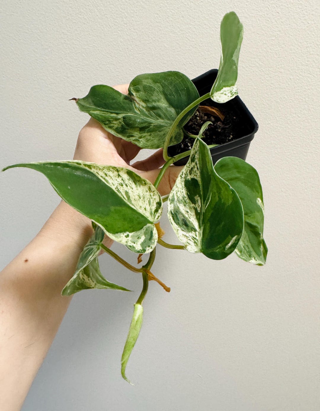Philodendron Heartleaf Variegated Plant Hederaceum | RARE Plant - 4 ...