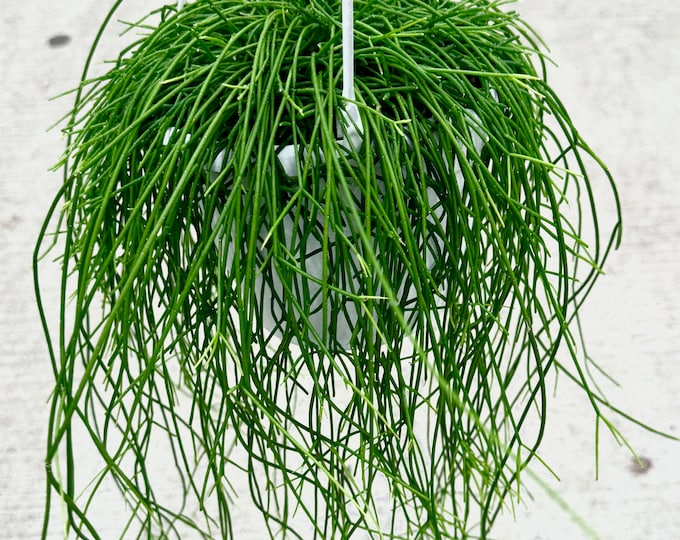 Rhipsalis Capiliformis, the Old Man Beard Cactus, Rooted Plants Shipped ...