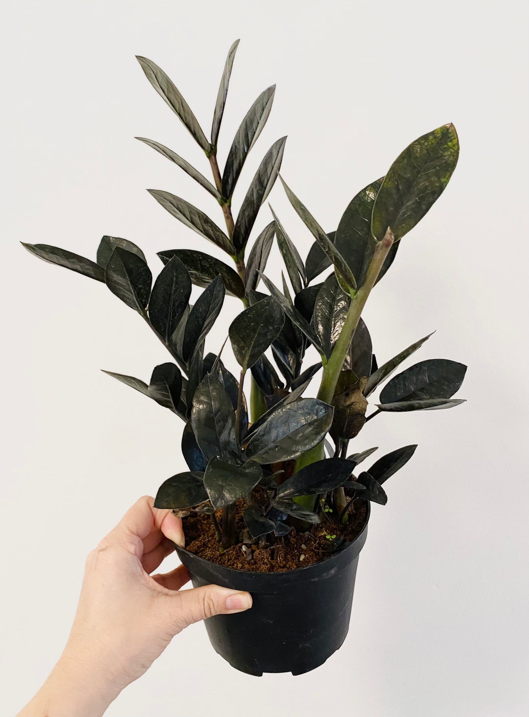 Raven ZZ Plant - 6 Inch Nursery Pot - Etsy