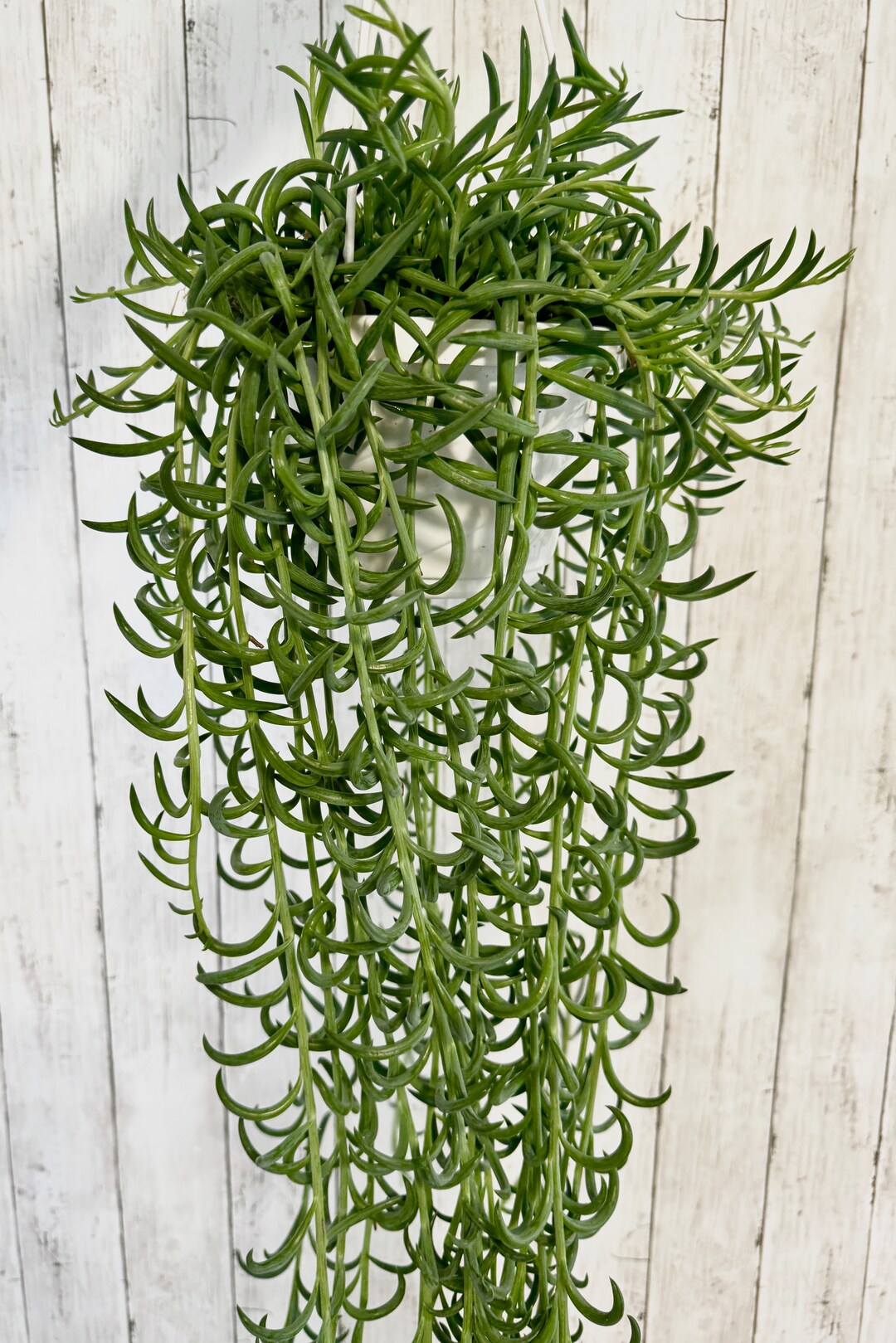 String of Fish Hooks Plant, Succulent, 6” Hanging Basket - Live Plant ...