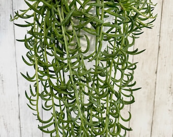 String of Fishhooks 6 Inch Live Succulent Hanging Plant Indoor Plant ...