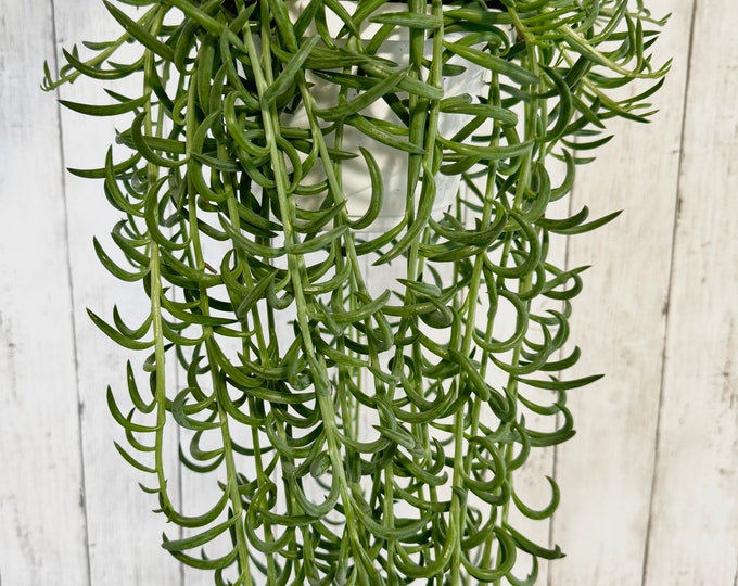 String of Fishhooks 6 Inch Live Succulent Hanging Plant Indoor Plant ...