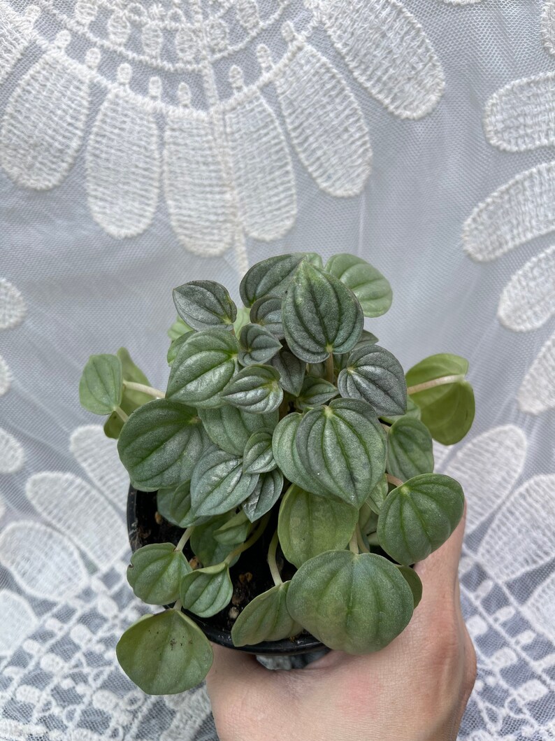 Peperomia Little Toscani, Silver Frost, Silver Ripple - Etsy