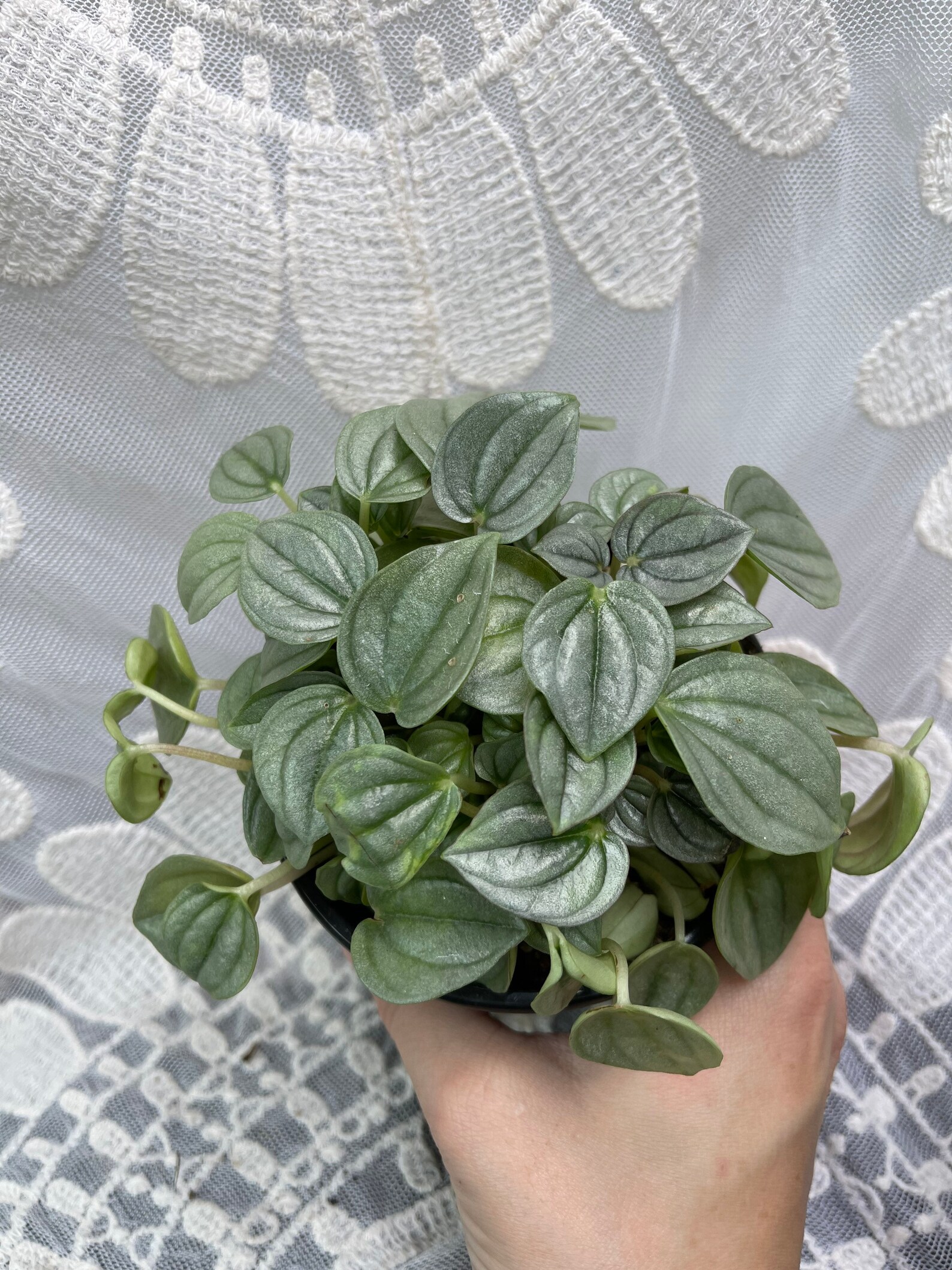 Peperomia Little Toscani, Silver Frost, Silver Ripple - Etsy