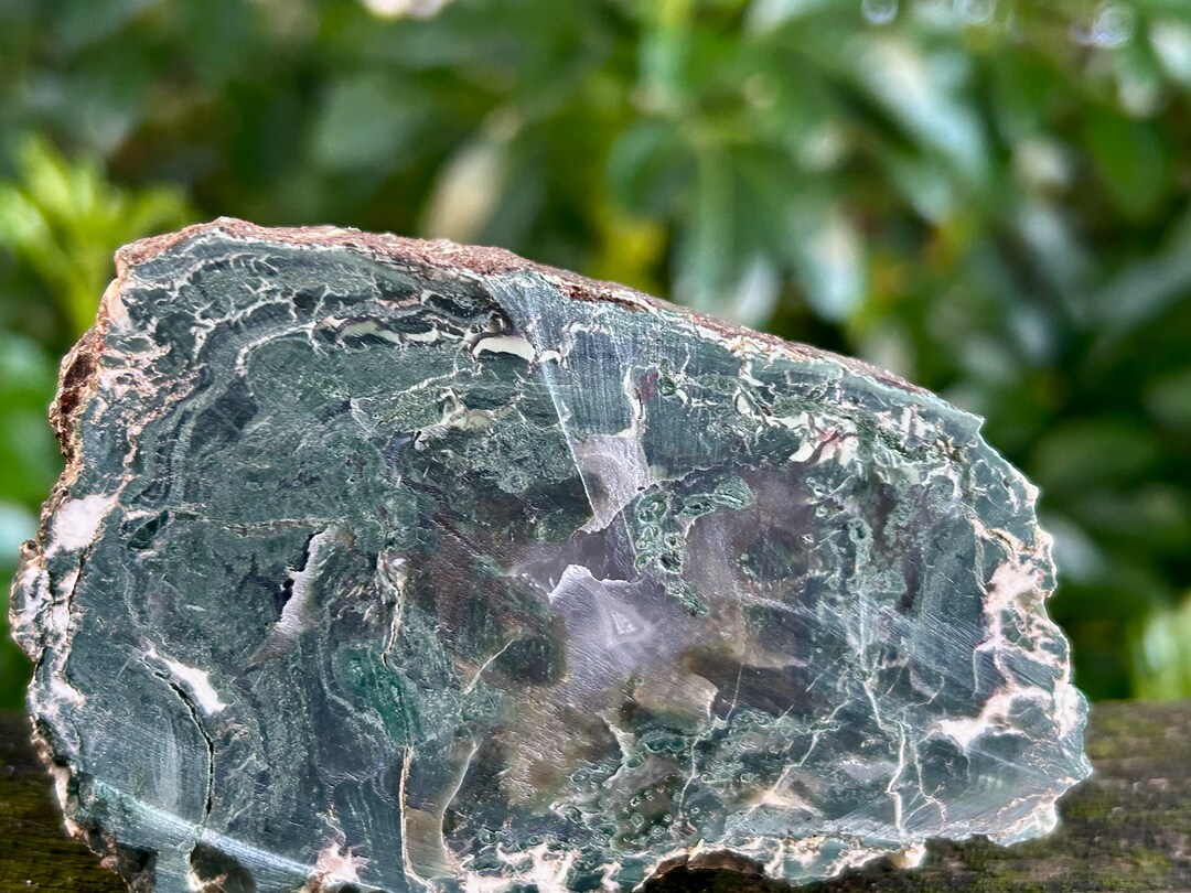 250g Tiny Treasure Rare Hampton Butte Green Petrified Wood Rough ...