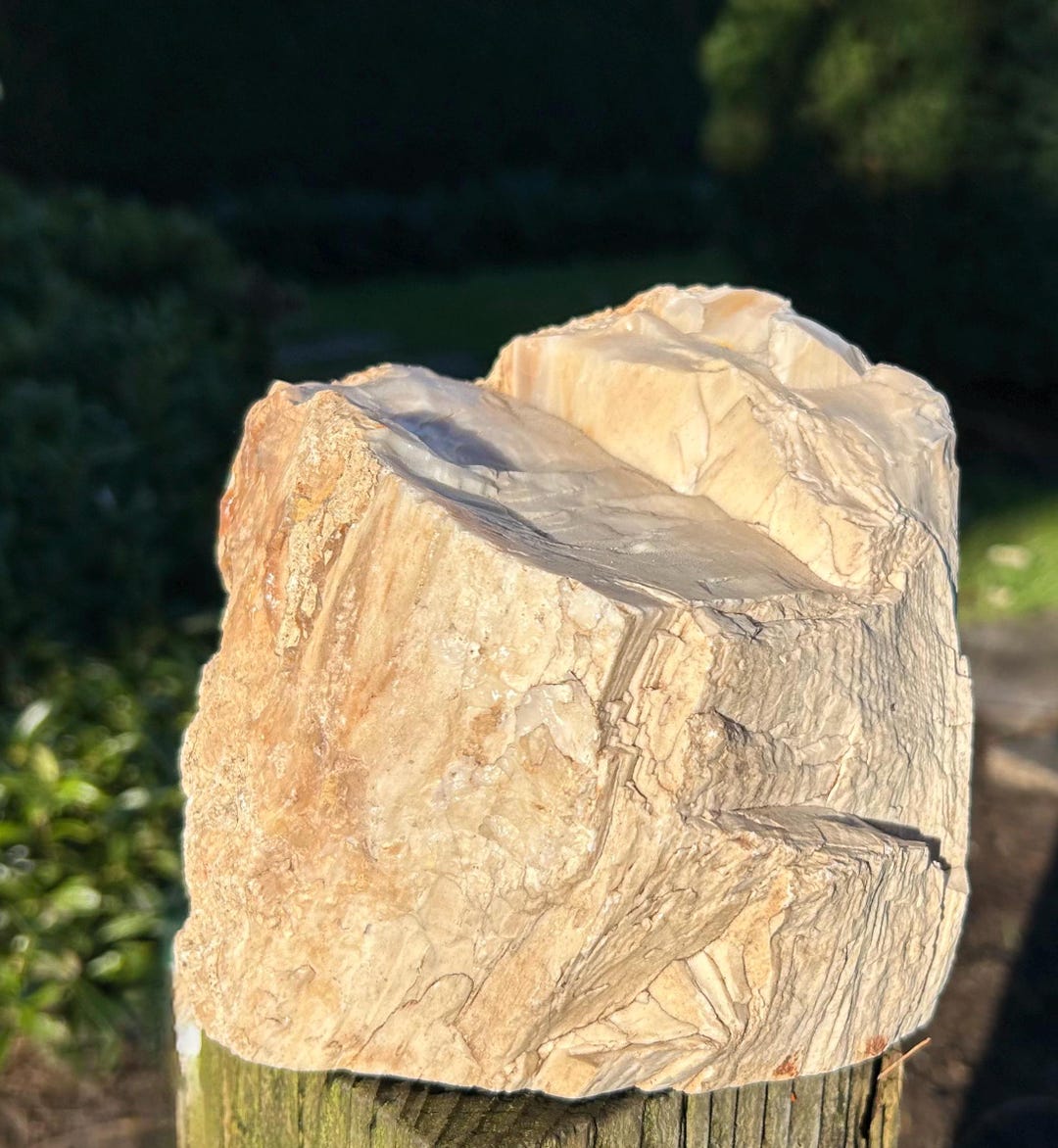 2.5kg Opal Petrified Wood Trunk Specimen - Etsy