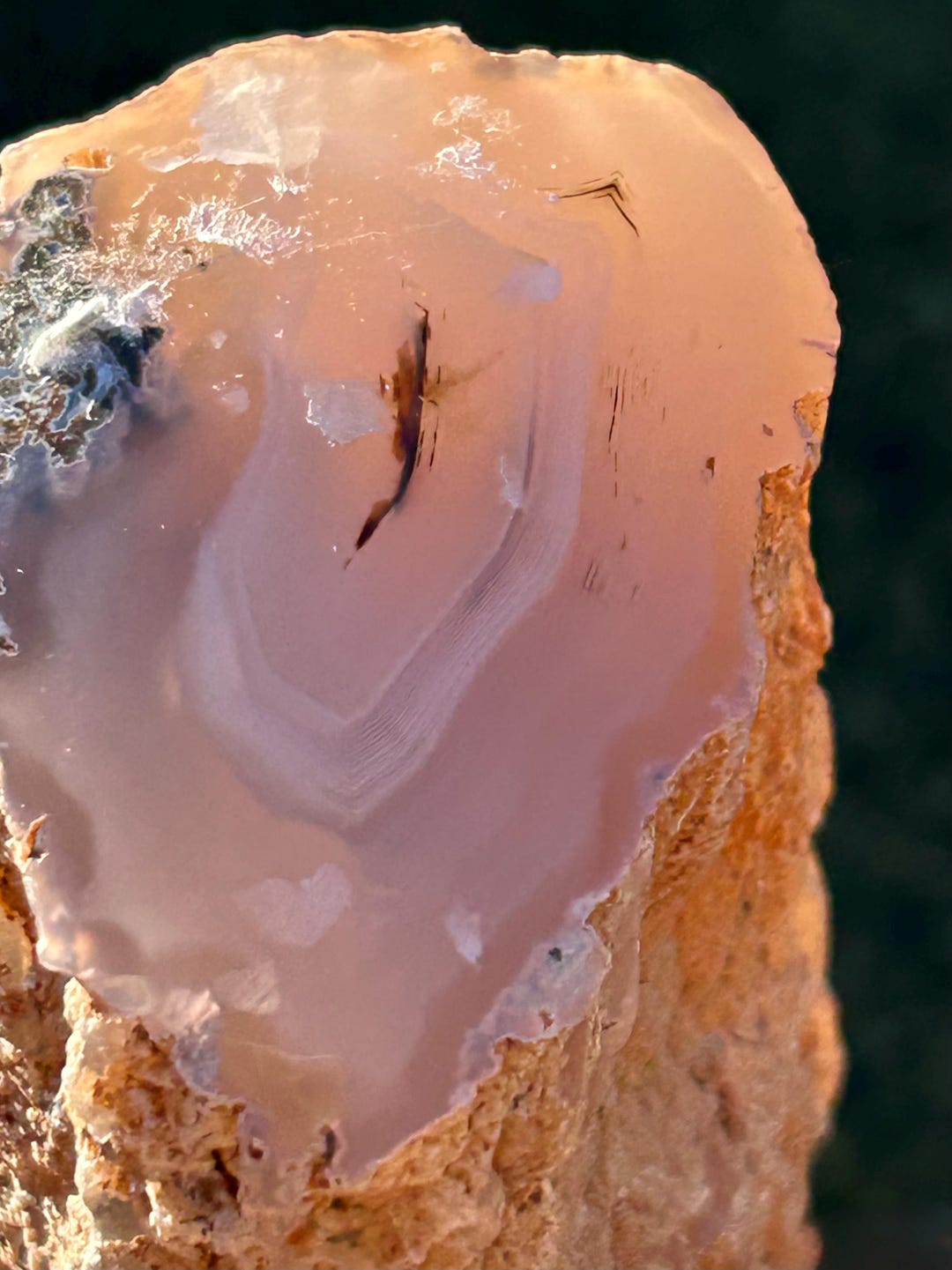 Paulina Limb Cast Pink Agate Fossil: Rare Oregon Petrified Wood ...