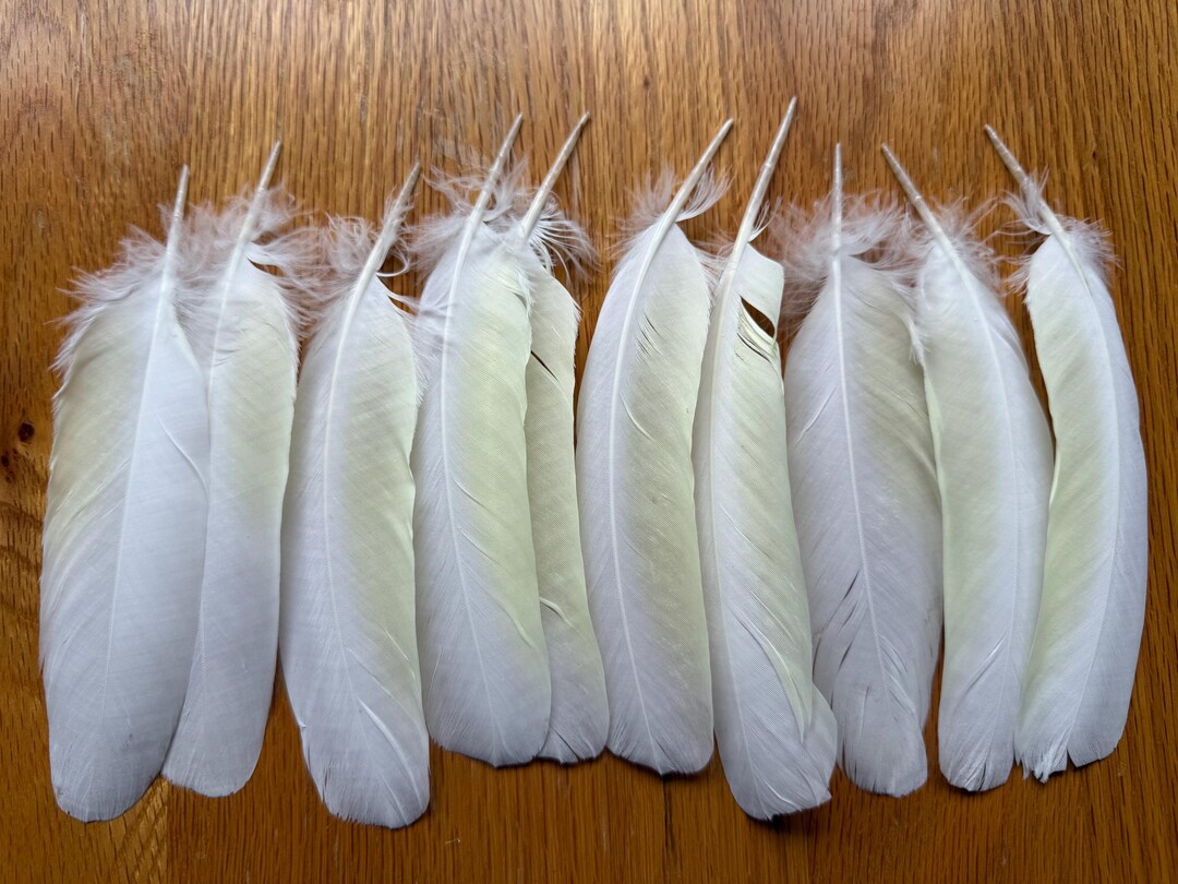 White Cockatoo Feathers, Naturally Sourced Feathers, Parrot Feathers ...