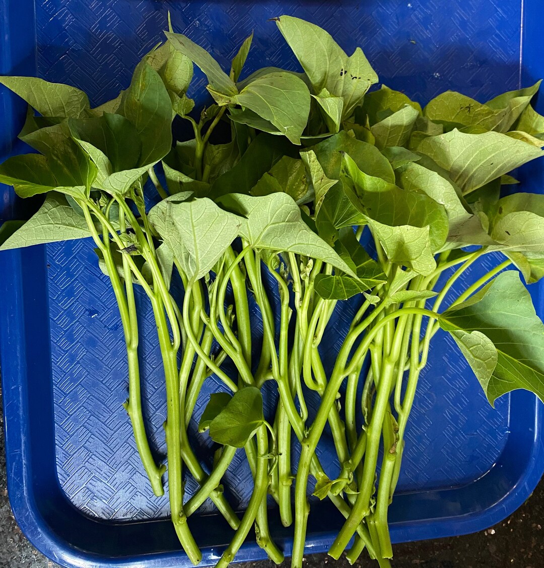 12 Yam Leaves Unrooted Cuttings for Easy Propagation - Etsy
