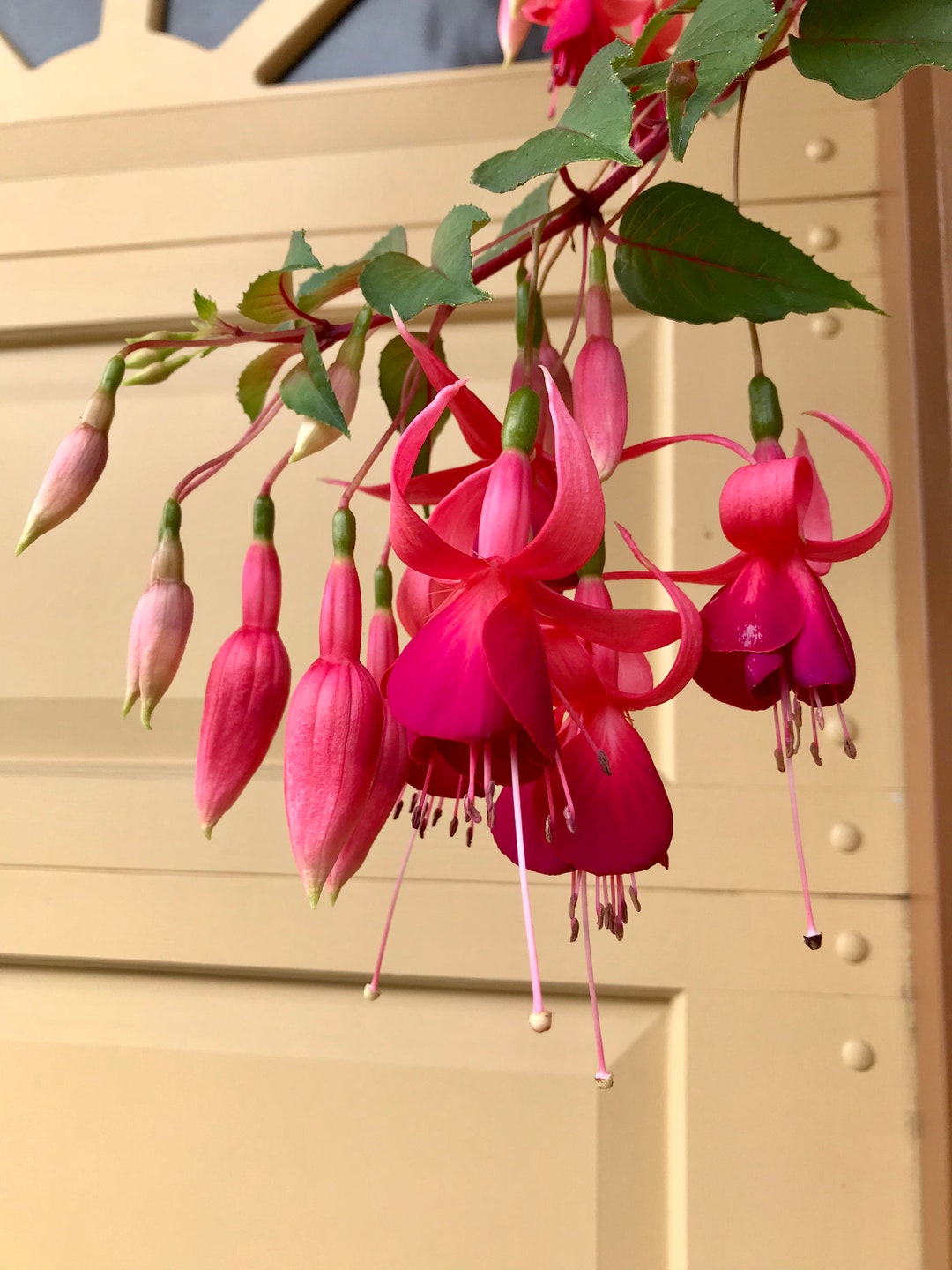 4 Fuchsia Cuttings (pink) 吊鐘花 -very RARE, Hard to Find . Flowers Bloom ...