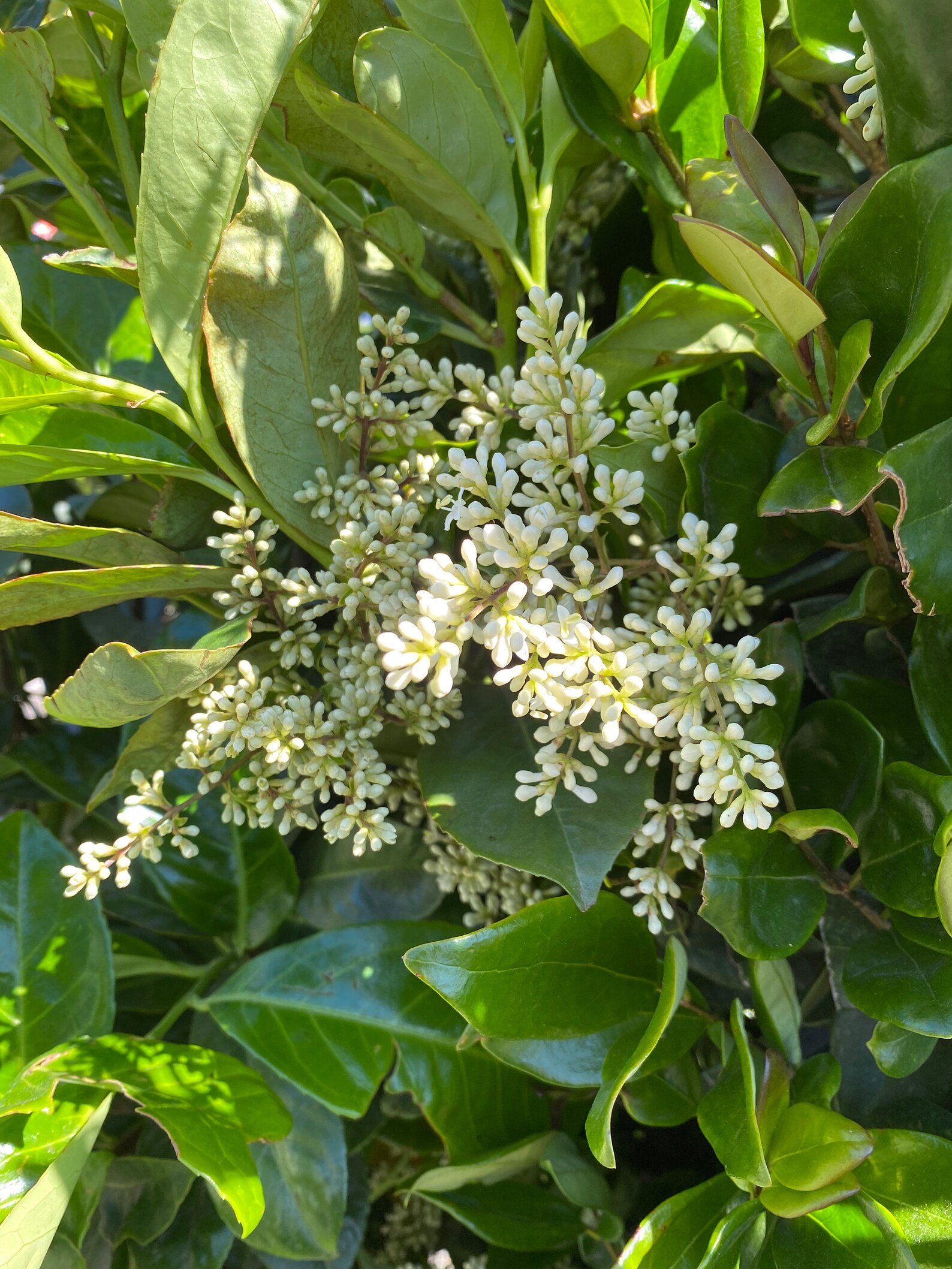 6 Waxleaf Privet Plant Cuttings for Propagation - Etsy