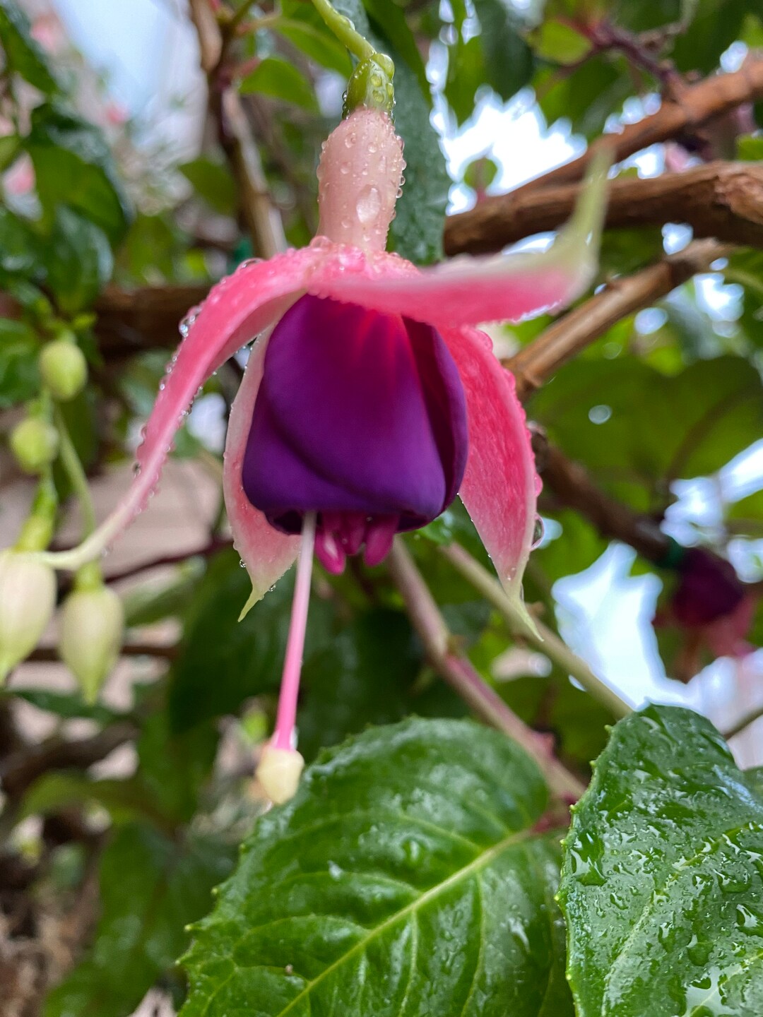 4 Fuchsia CUTTINGS for Propagation. ( PURPLE / PINK ) - Etsy