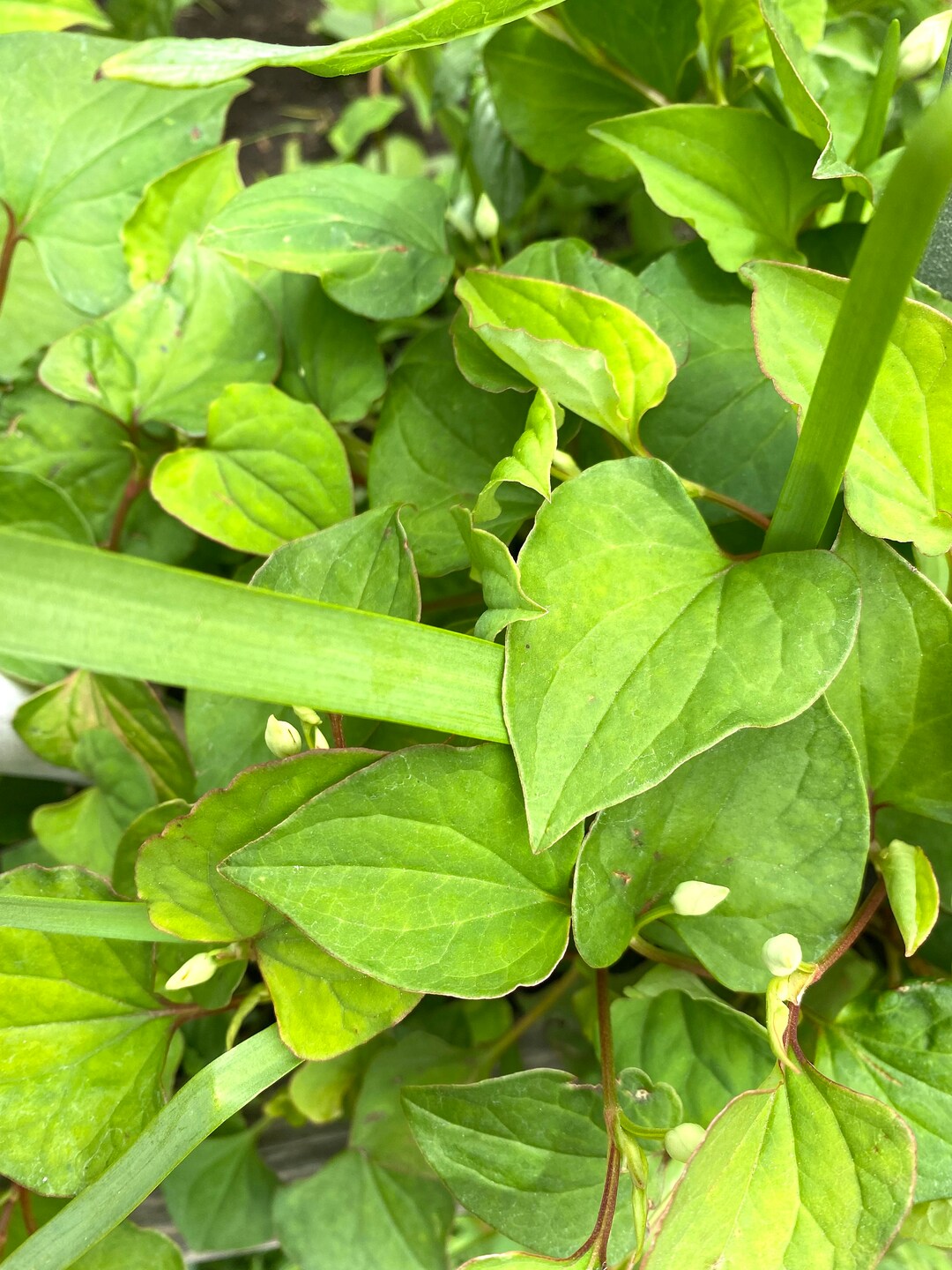 10 Houttuynia Cordata , Fish Mint, Fish Leaf 魚腥草 Rooted Starter Plants ...