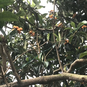 30 Fresh Loquat Leaves - Etsy