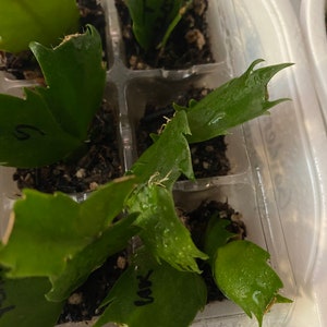 4 Holiday Cactus Rooted Starter Plants - Etsy