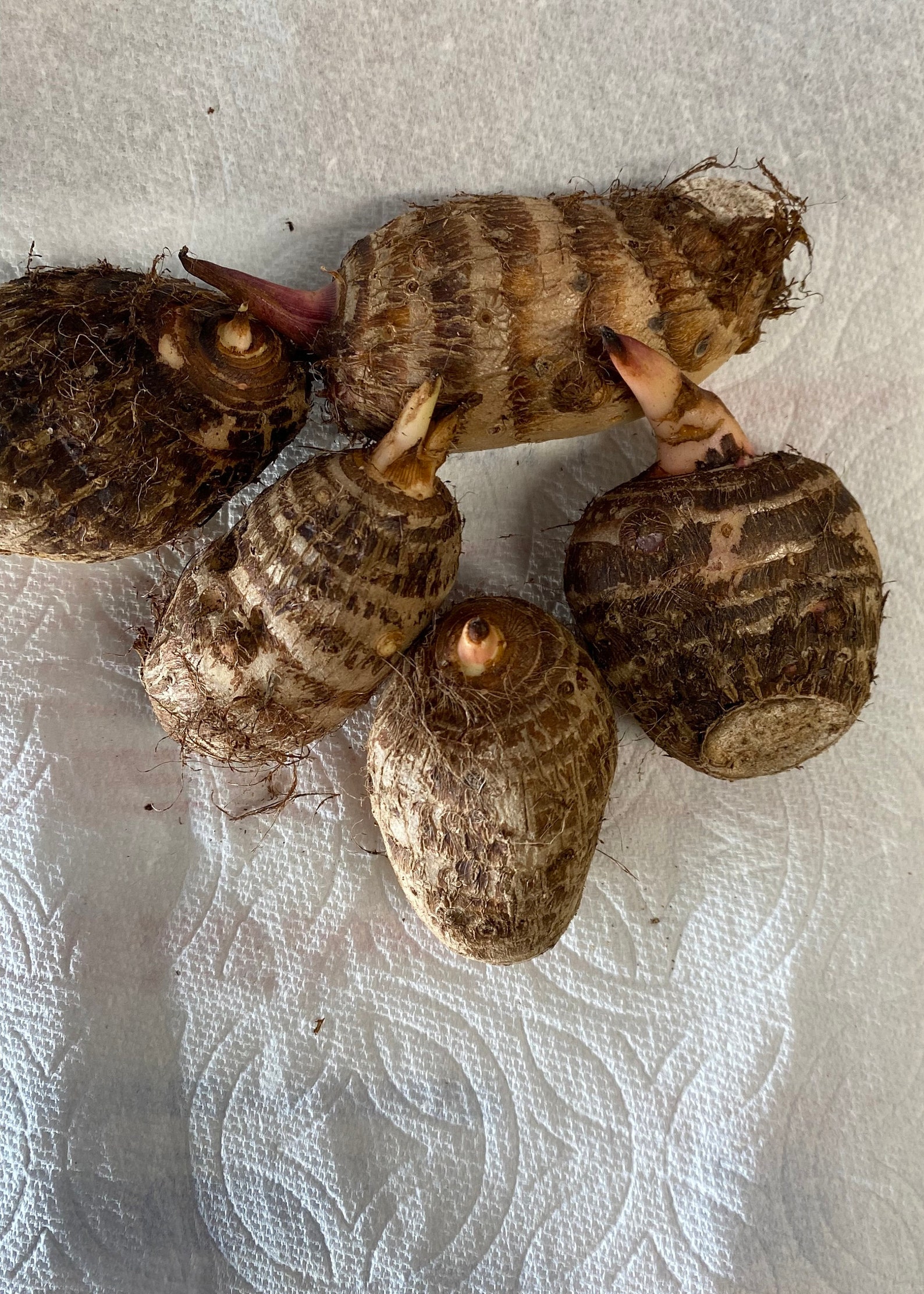 5 Edible Taro Roots for Planting - Etsy