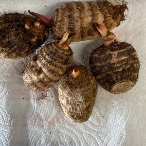 5 Edible Taro Roots for Planting - Etsy