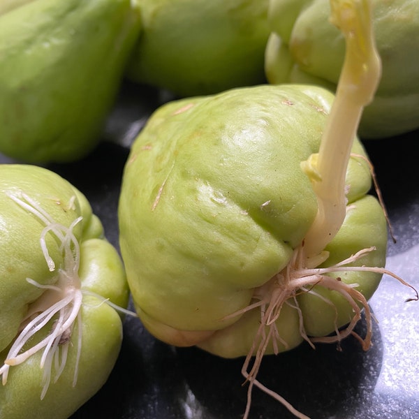 Chayote Plant - Etsy