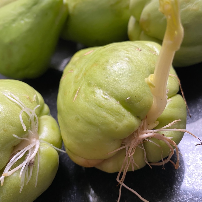 Chayote Plant - Etsy