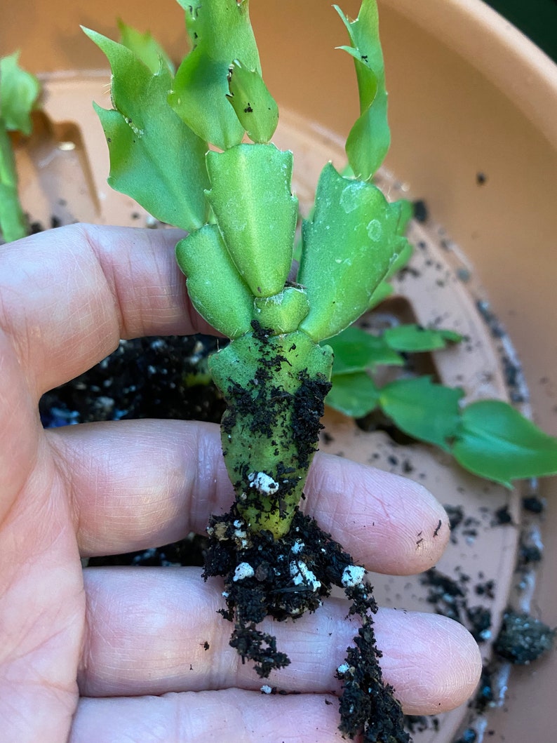 4 Holiday Cactus Rooted Starter Plants - Etsy