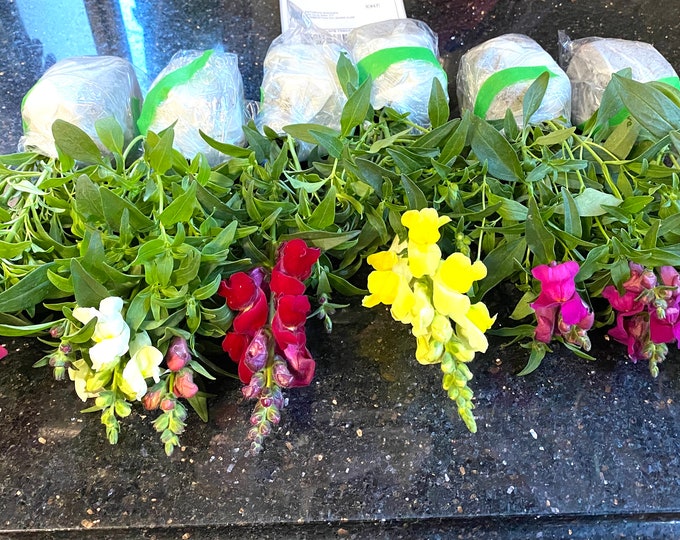 Chantilly™ Light Salmon F1 Snapdragon Seeds // Open Pollinated, Non-gmo ...