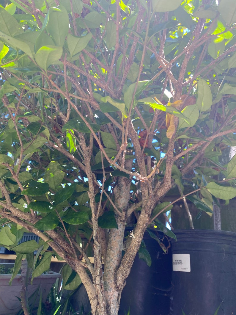 6 Waxleaf Privet Plant Cuttings for Propagation | Etsy