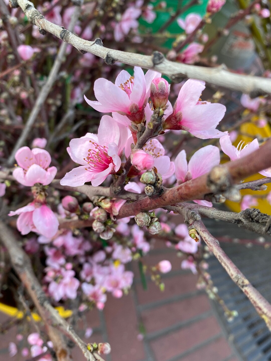 5 Peach Flower Cuttings for Propagation - Etsy