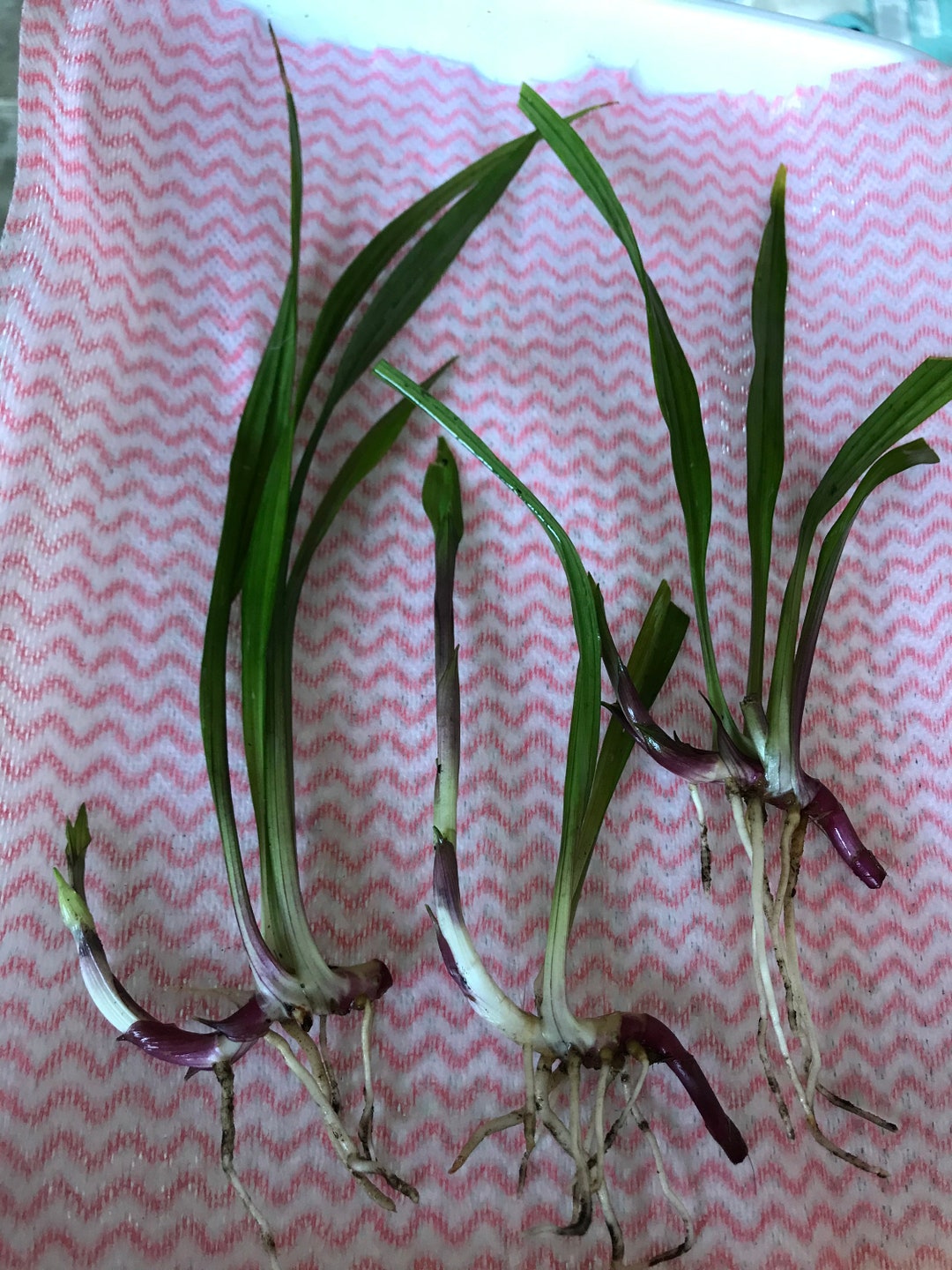 3 Chinese Lucky Grass Raineckia Carnea Ji Xiang Cao Live Plants - Etsy