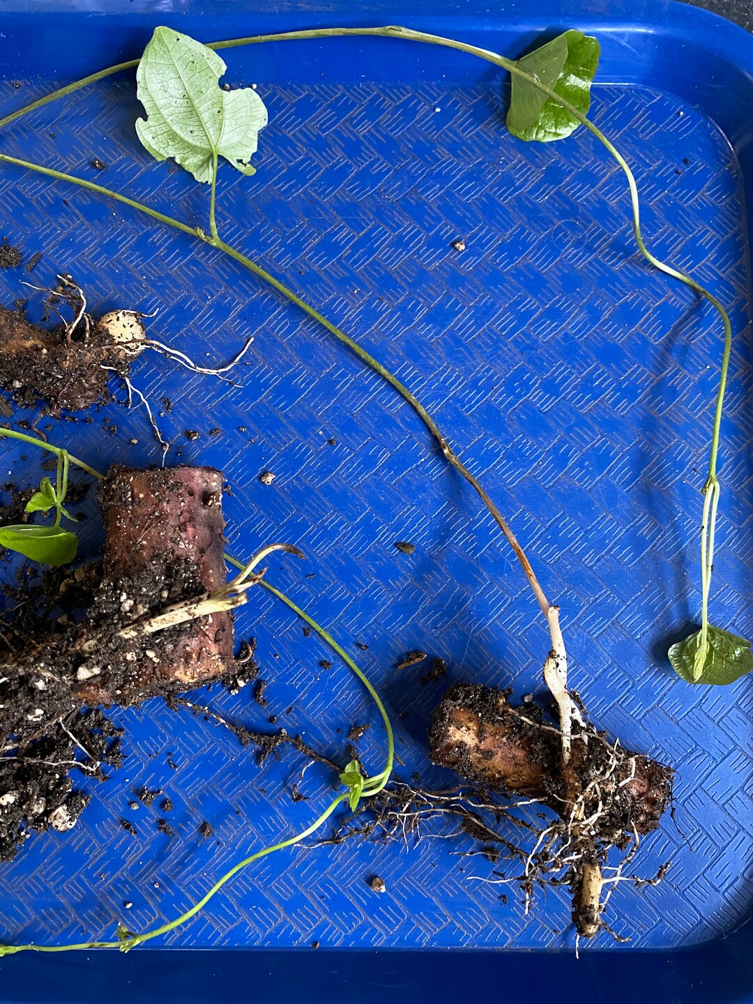 5X-2.5” Chinese Yam 准山dioscorea Polystachya Cuttings for Propagation ...