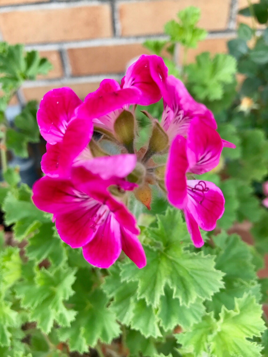 6 Rare Geranium Cutting Magenta Color - Etsy