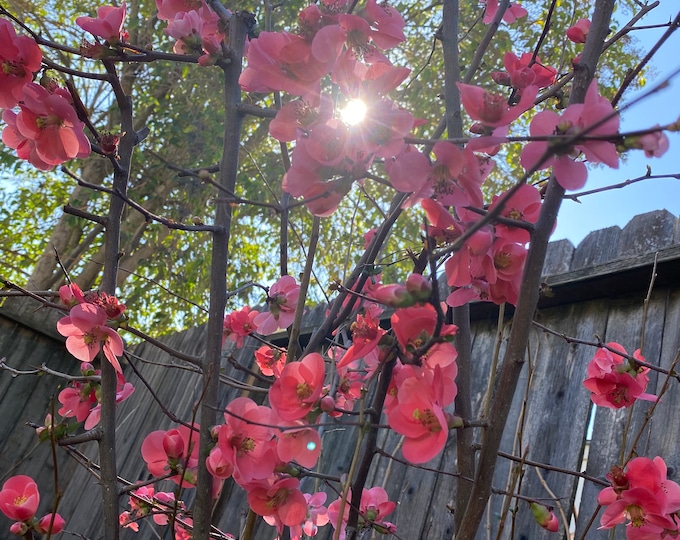 Chaenomeles Speciosa “spitfire” Flowering Quince Flowering Shrubs ...
