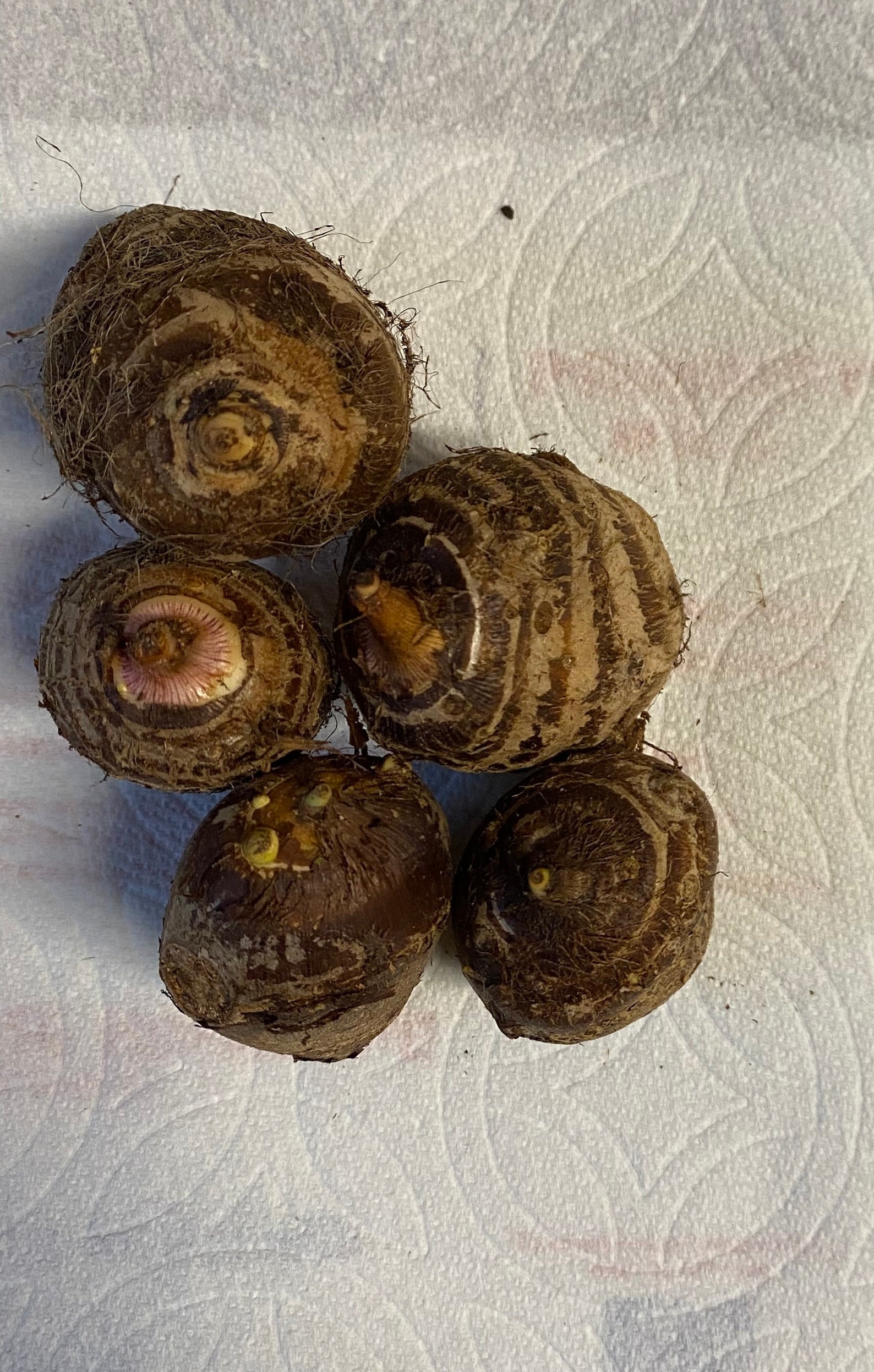 5 Edible Taro Roots for Planting - Etsy