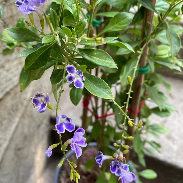 Duranta Erecta Plant - Etsy