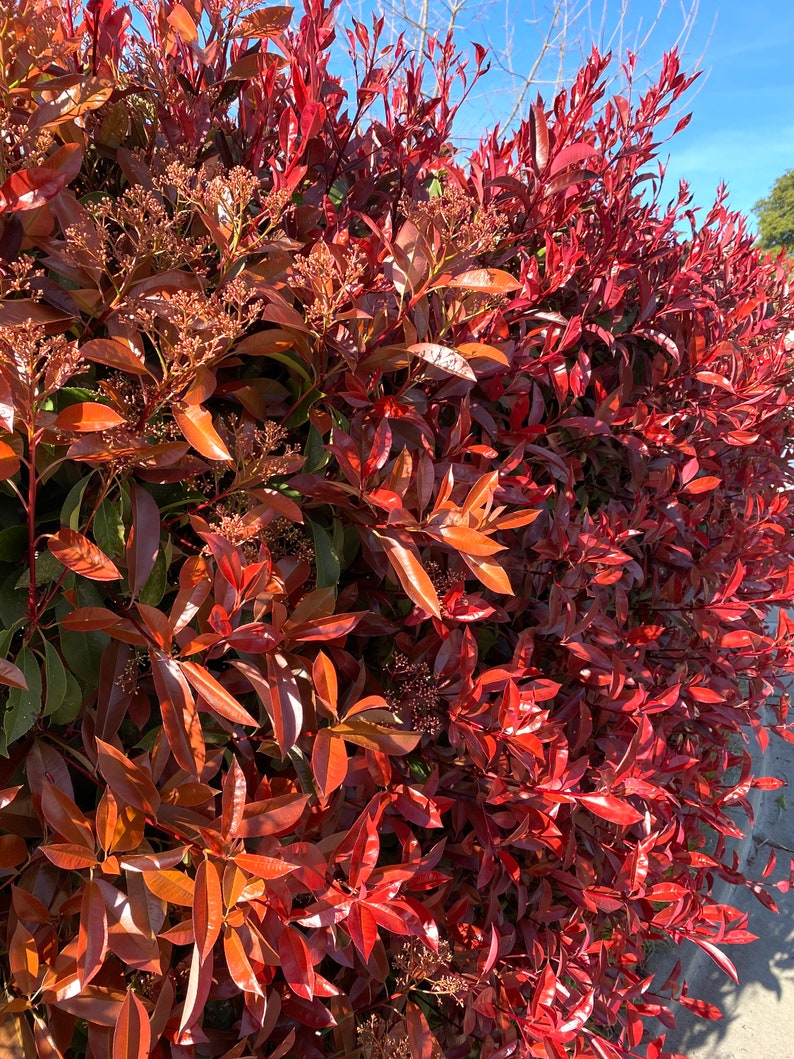 5 Red Tip Photinia Cuttings - Etsy