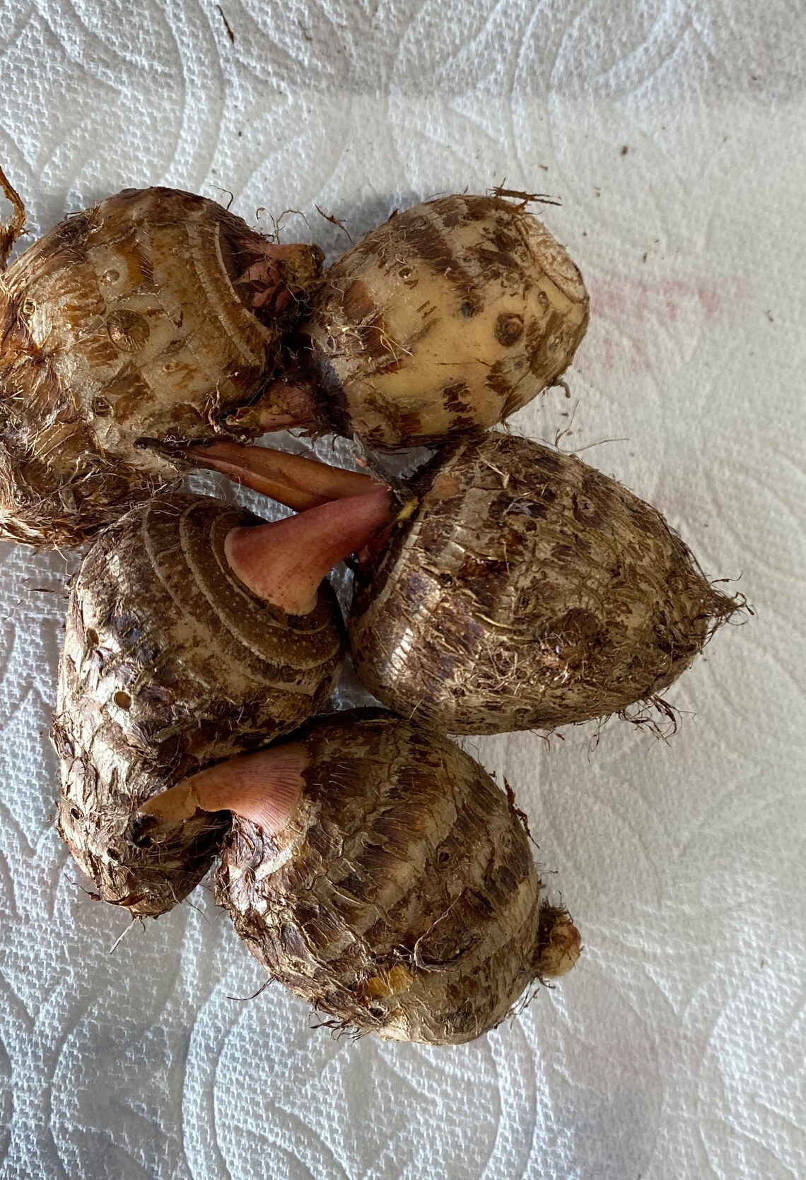 5 Edible Taro Roots for Planting - Etsy