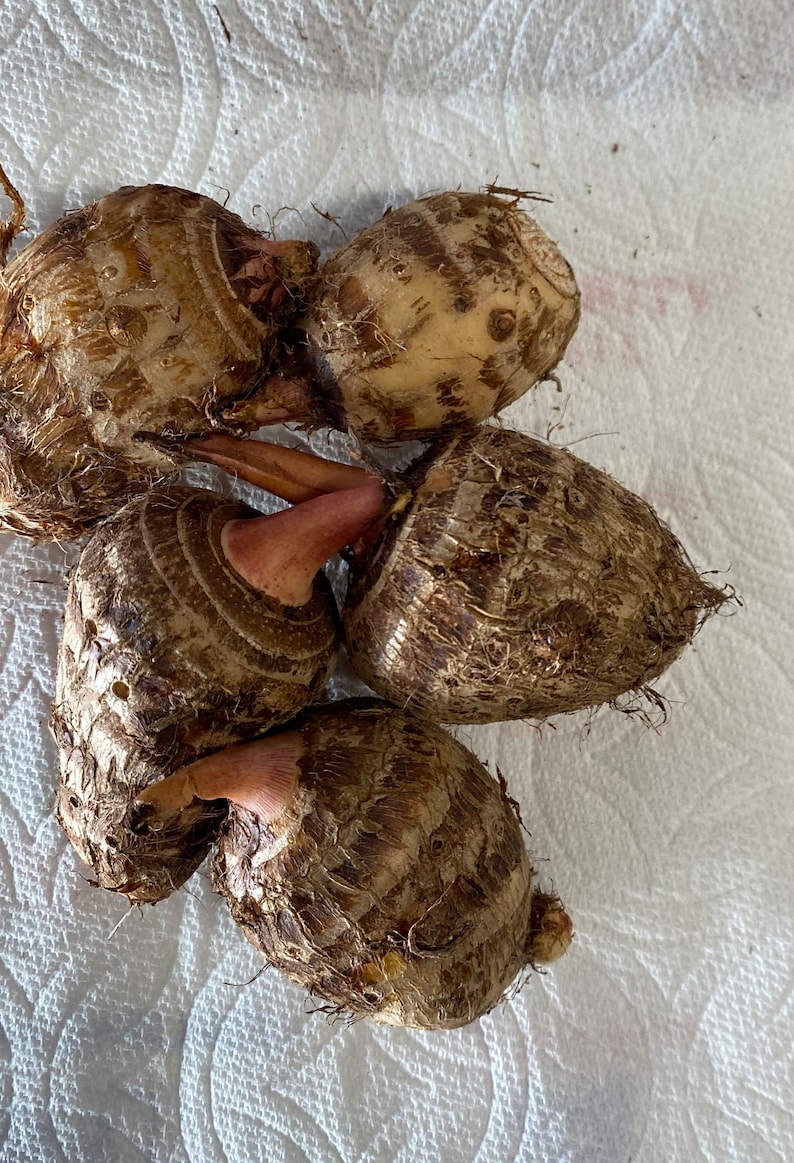 5 Edible Taro Roots for Planting - Etsy