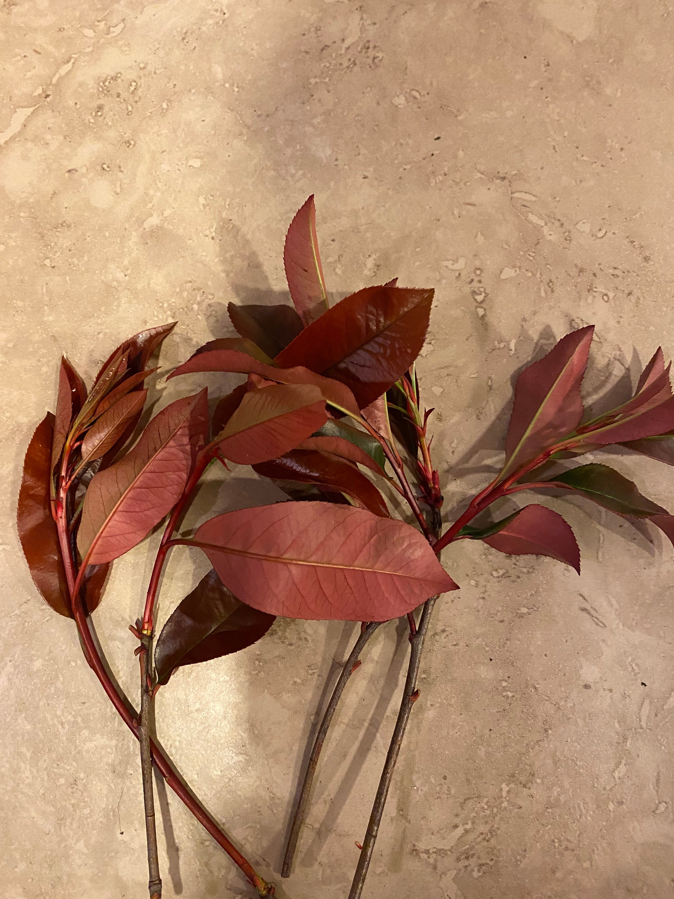 5 Red Tip Photinia Cuttings - Etsy