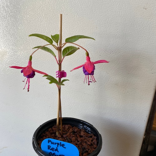 Fuchsia Giant Voodoo 1 Live Plant Ship in 6 Pot | Etsy