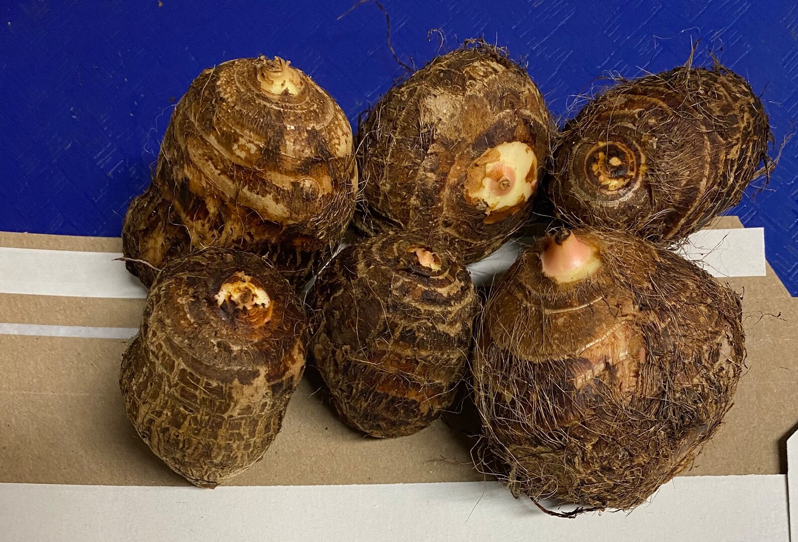 5 Edible Taro Roots for Planting - Etsy