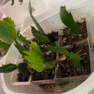 4 Holiday Cactus Rooted Starter Plants - Etsy